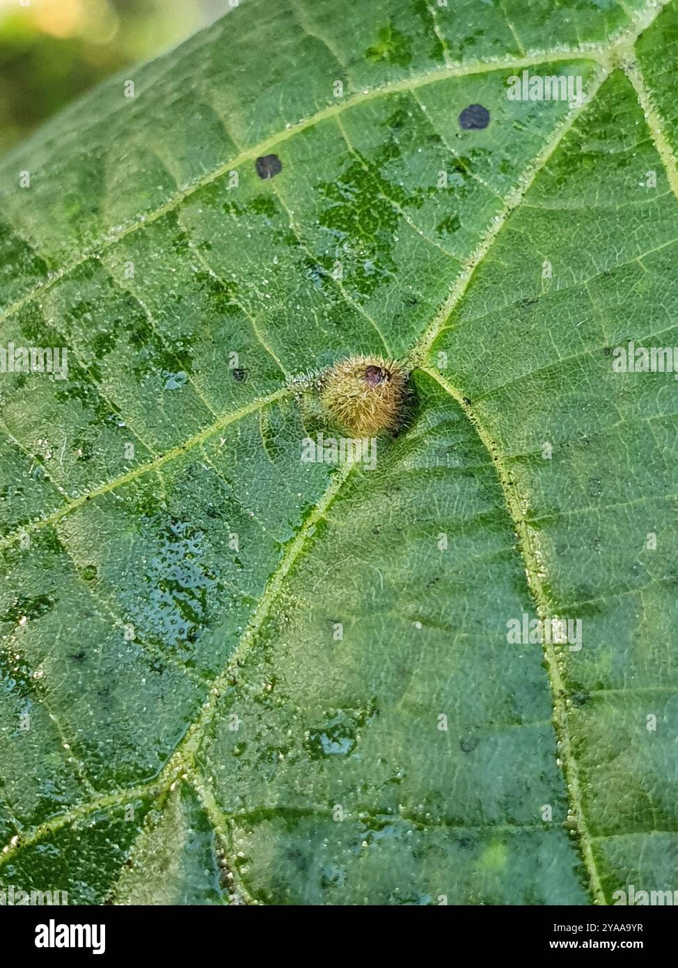 Gall and Rust Mites (Eriophyidae) Arachnida Stock Photo - Alamy