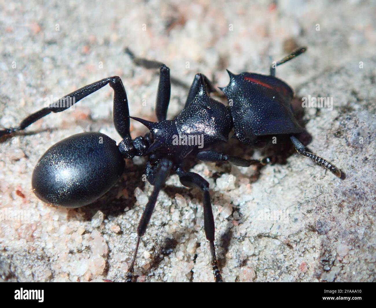 Common Giant Turtle Ant (Cephalotes atratus) Insecta Stock Photo - Alamy