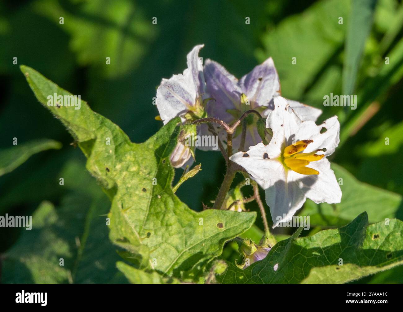 Carolina horsenettle (Solanum carolinense) Plantae Stock Photo - Alamy