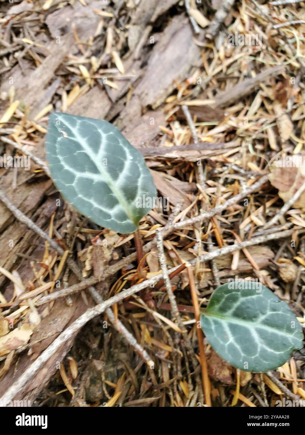 white-veined wintergreen (Pyrola picta) Plantae Stock Photo - Alamy