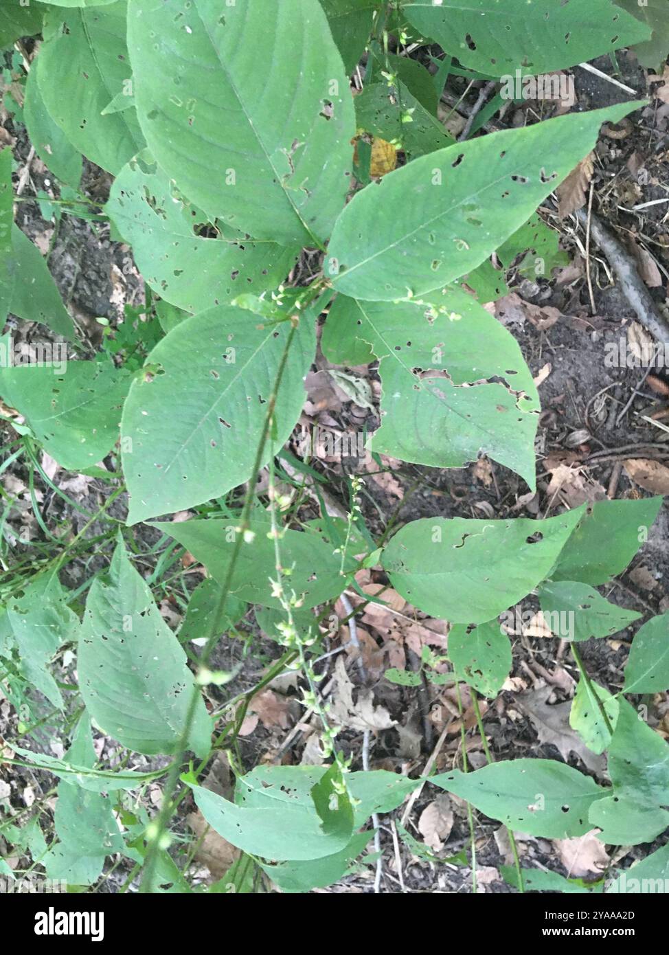 American jumpseed (Persicaria virginiana) Plantae Stock Photo - Alamy