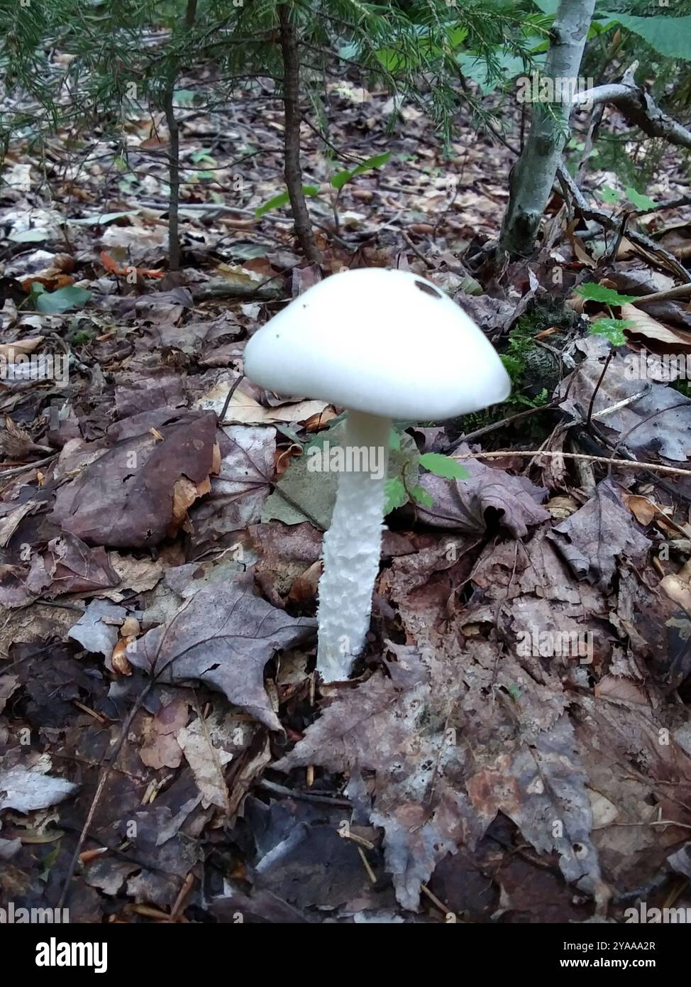 Eastern North American Destroying Angel (Amanita bisporigera) Fungi ...