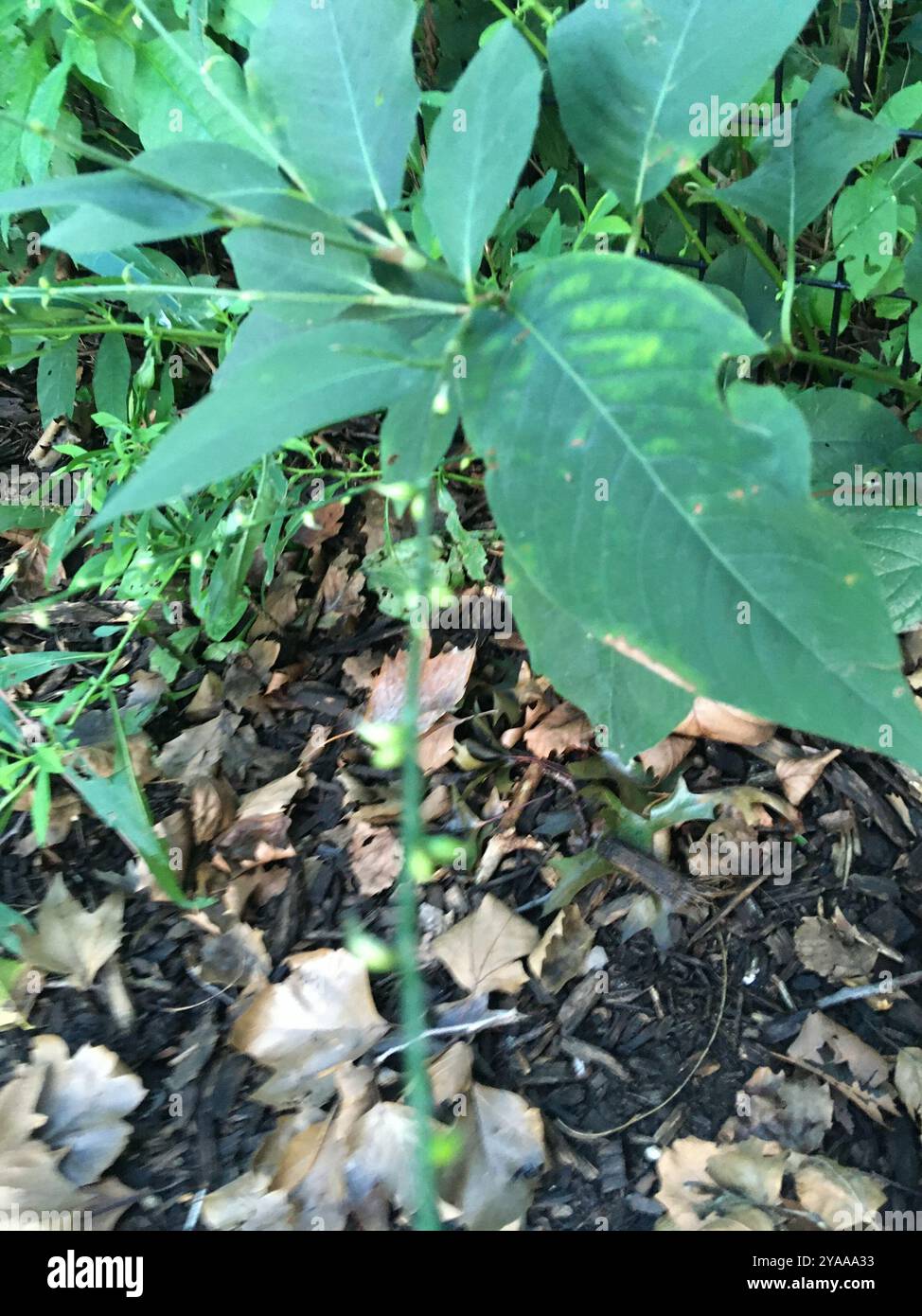American jumpseed (Persicaria virginiana) Plantae Stock Photo - Alamy
