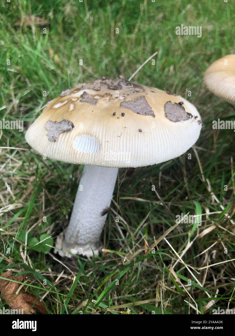 Snakeskin Grisette (Amanita ceciliae) Fungi Stock Photo - Alamy
