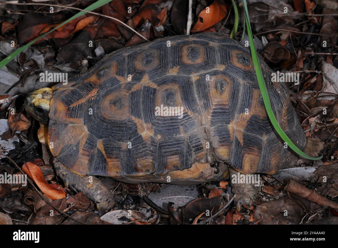 Eastern Hinged-Back Tortoise (Kinixys zombensis) Reptilia Stock Photo ...