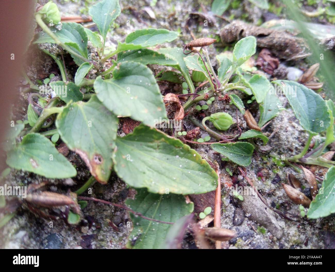 Heath Dog-Violet (Viola canina) Plantae Stock Photo - Alamy