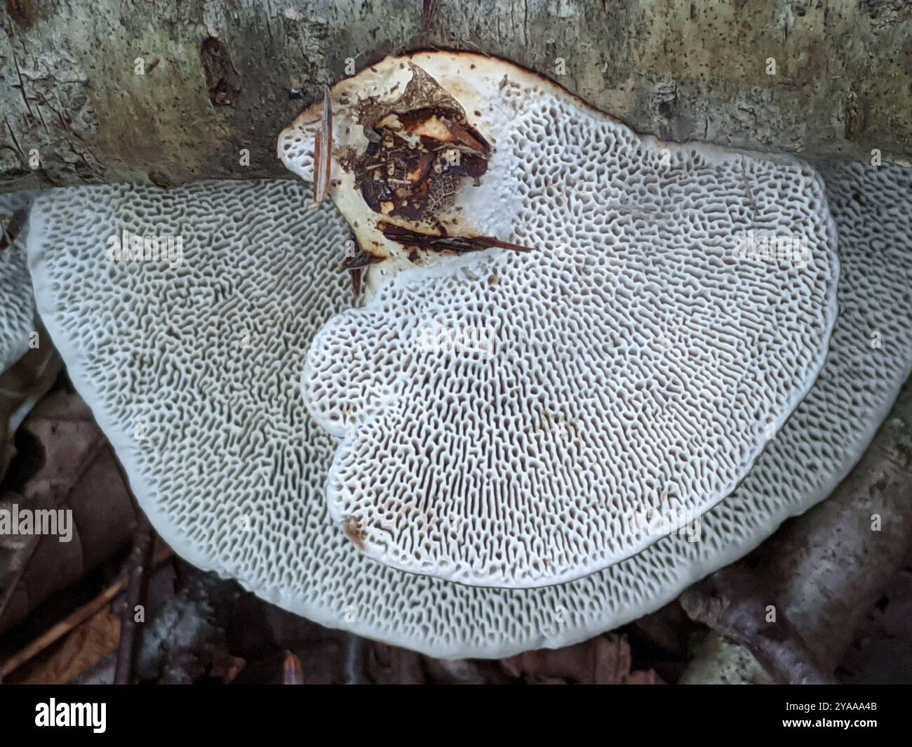 Thin-walled Maze Polypore (Daedaleopsis confragosa) Fungi Stock Photo ...