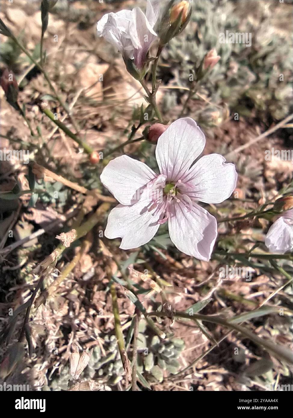 Narrow-leaved Flax (Linum tenuifolium) Plantae Stock Photo - Alamy
