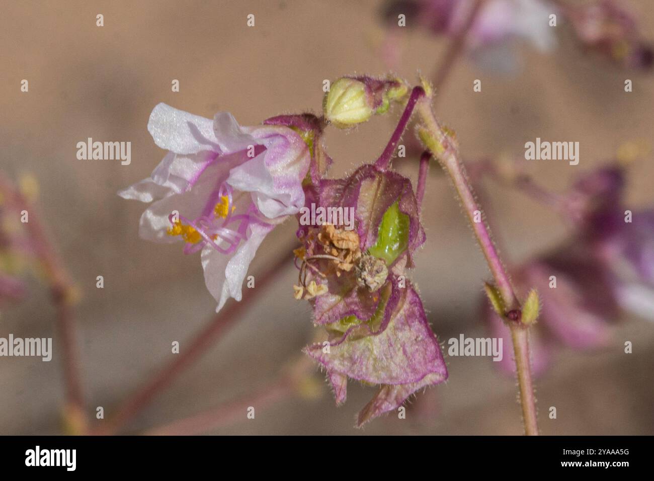 Narrowleaf Four o'Clock (Mirabilis linearis) Plantae Stock Photo - Alamy