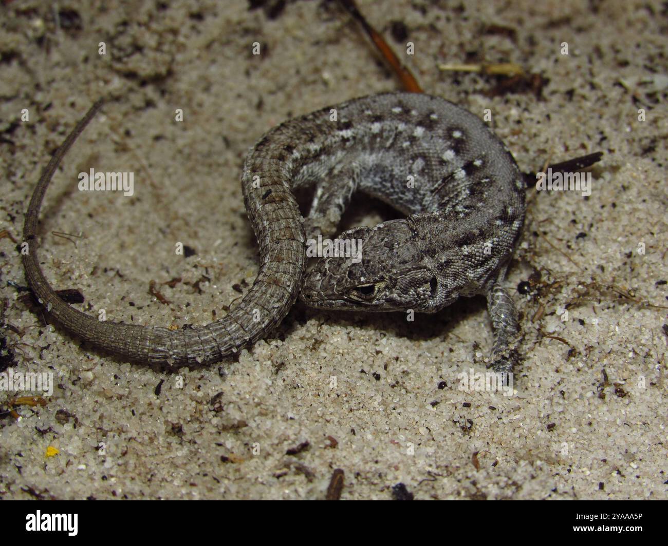 Knox's Ocellated Sand Lizard (Meroles knoxii) Reptilia Stock Photo - Alamy