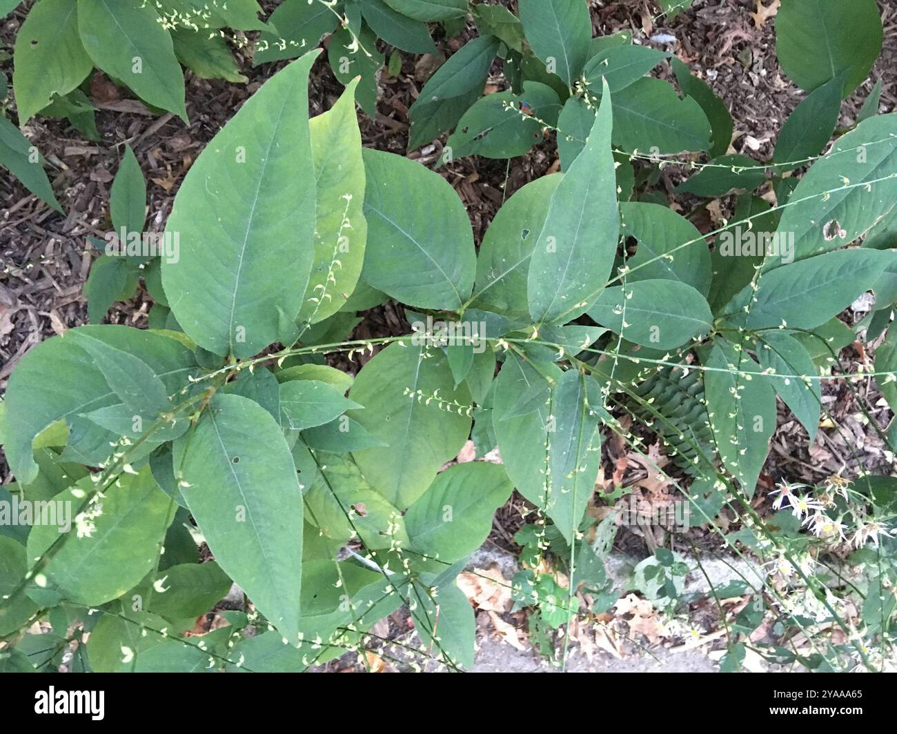American jumpseed (Persicaria virginiana) Plantae Stock Photo - Alamy