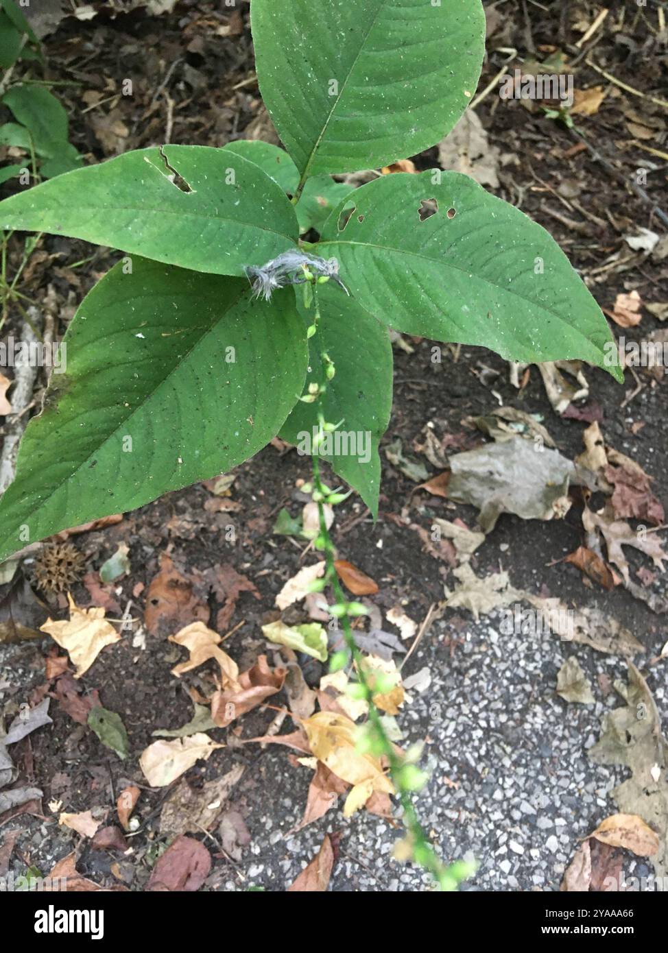 American jumpseed (Persicaria virginiana) Plantae Stock Photo - Alamy