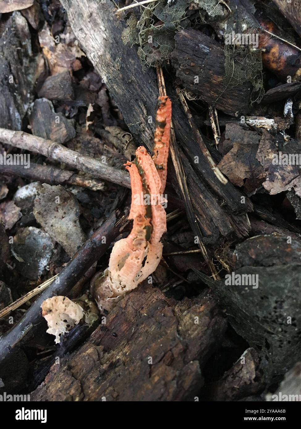 stinky squid (Pseudocolus fusiformis) Fungi Stock Photo - Alamy