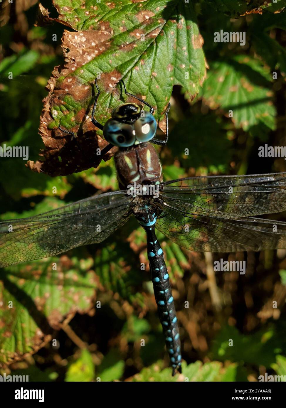 Hawkers and Typical Darners (Aeshna) Insecta Stock Photo - Alamy