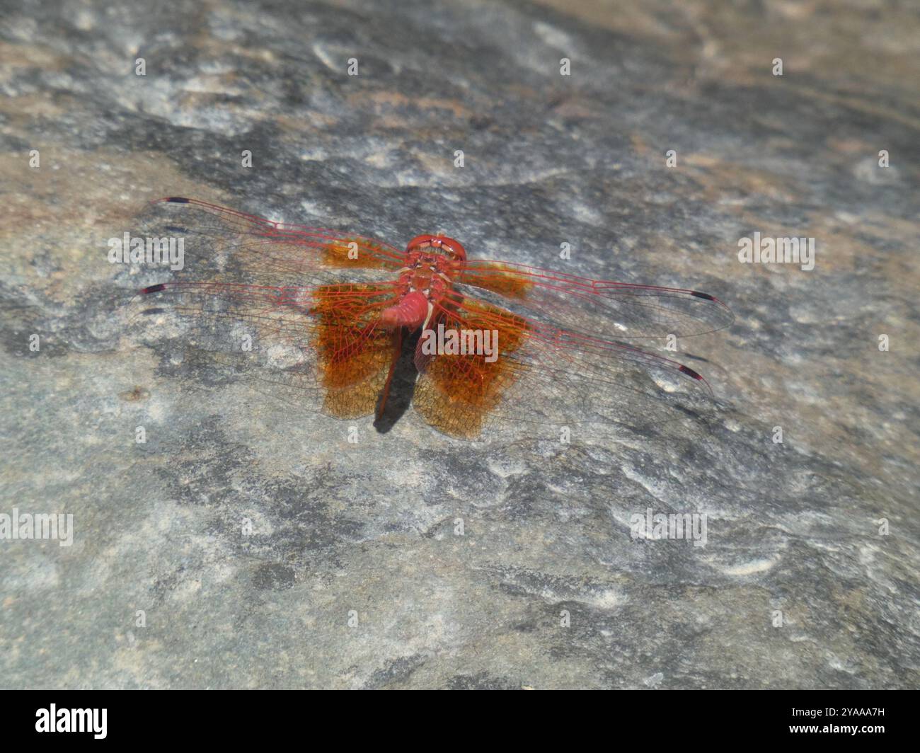 Orange-winged Dropwing (Trithemis kirbyi) Insecta Stock Photo - Alamy