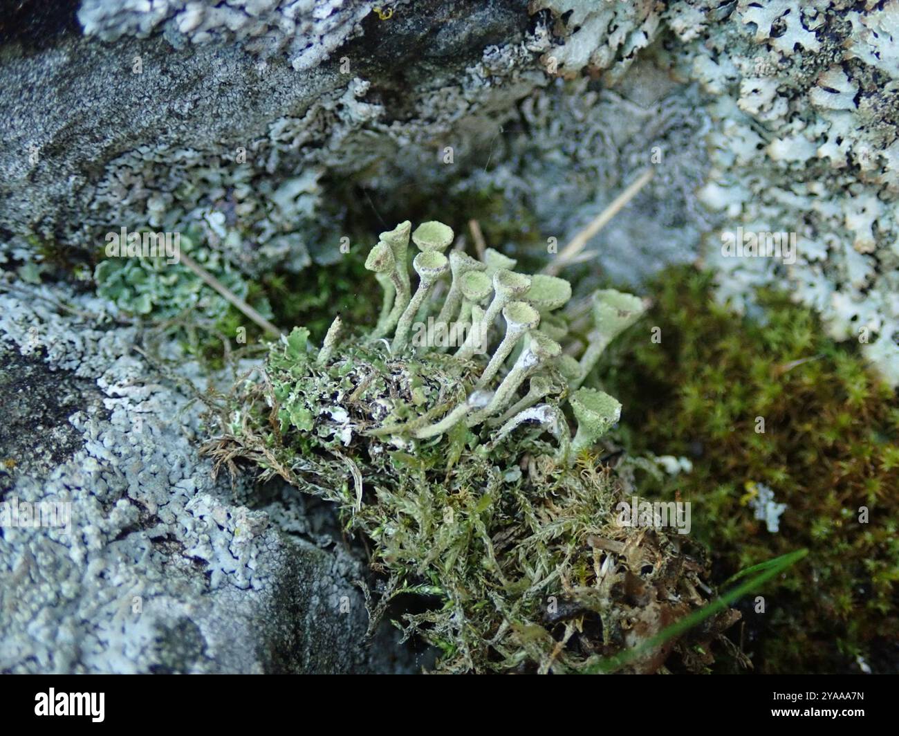 Trumpet Lichen (Cladonia fimbriata) Fungi Stock Photo - Alamy