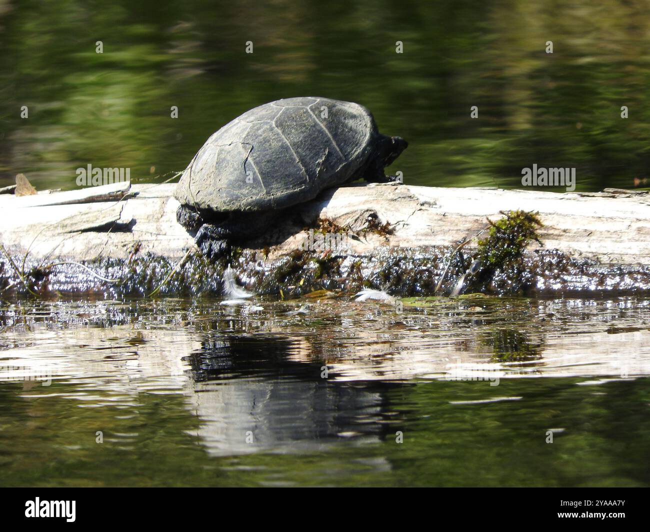 Eastern Musk Turtle (Sternotherus odoratus) Reptilia Stock Photo - Alamy