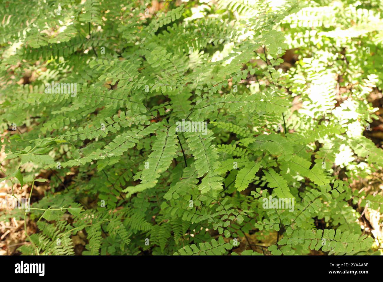 northern maidenhair fern (Adiantum pedatum) Plantae Stock Photo - Alamy