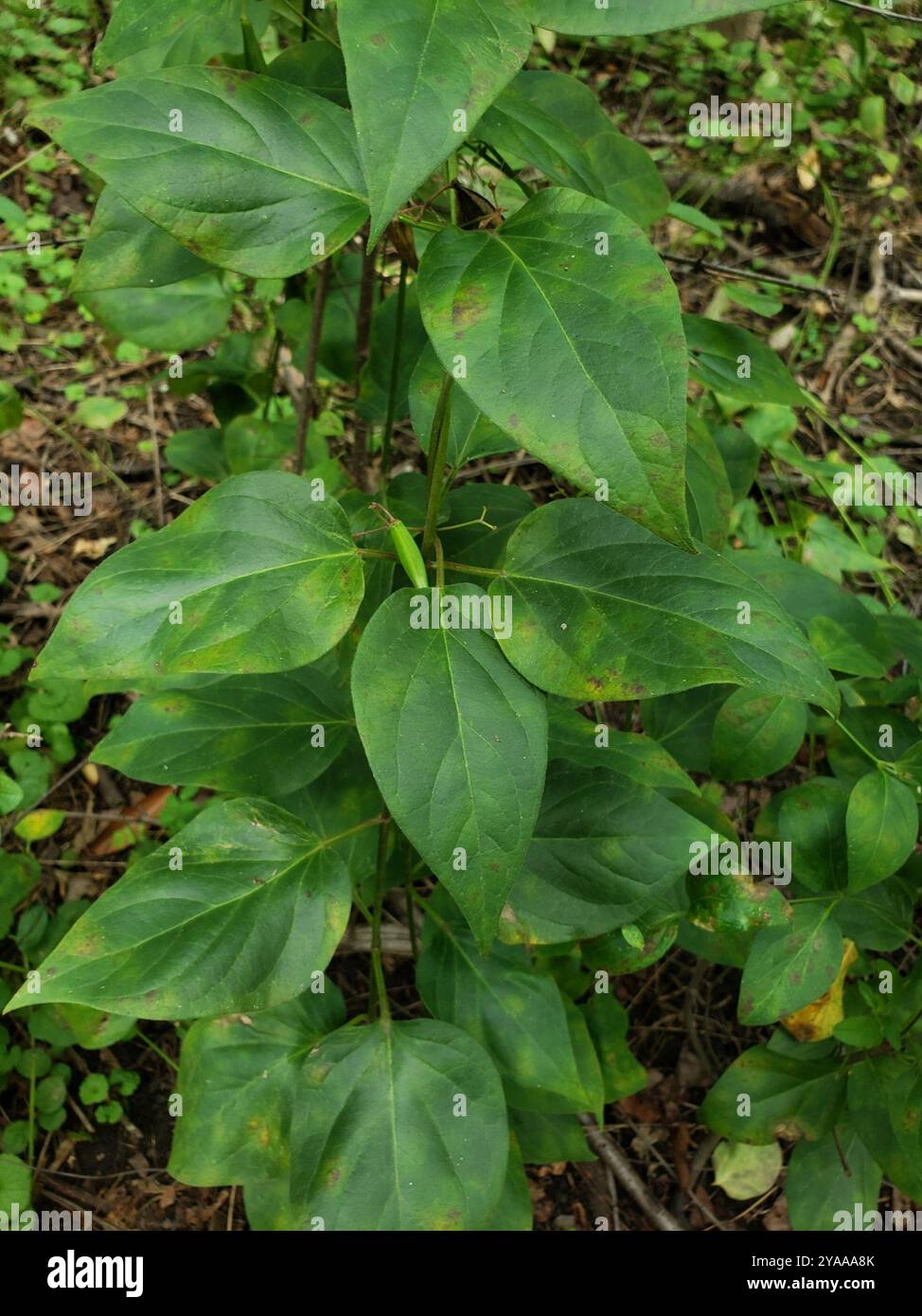 black swallow-wort (Vincetoxicum nigrum) Plantae Stock Photo - Alamy