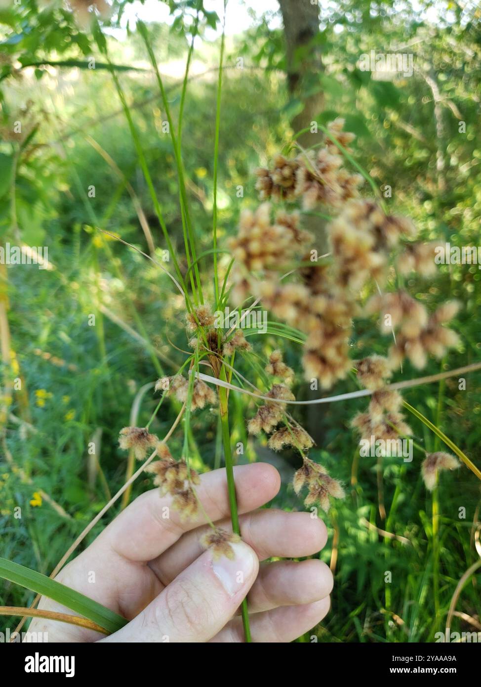 woolgrass (Scirpus cyperinus) Plantae Stock Photo - Alamy