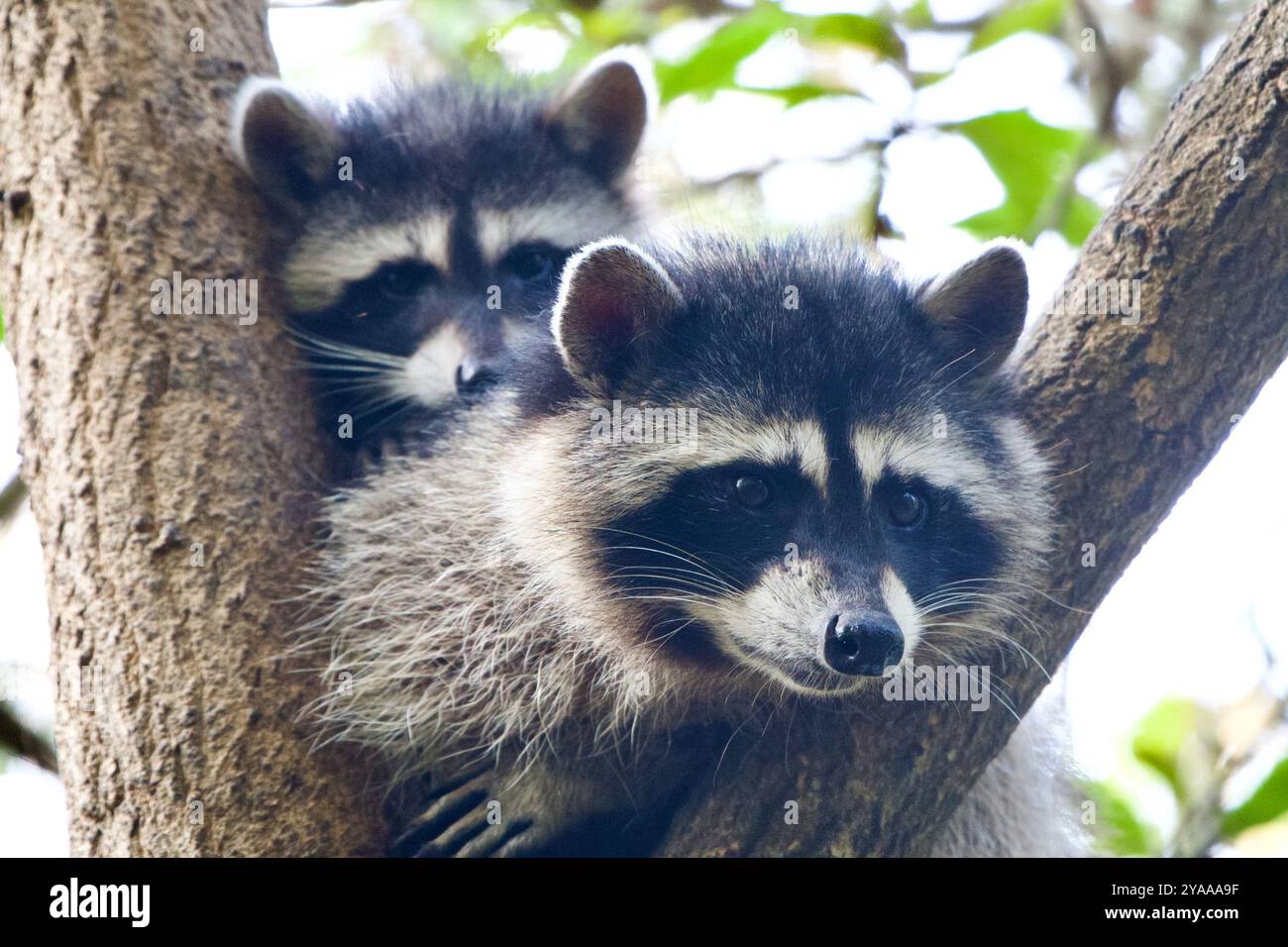 Common Raccoon (Procyon lotor) Mammalia Stock Photo - Alamy