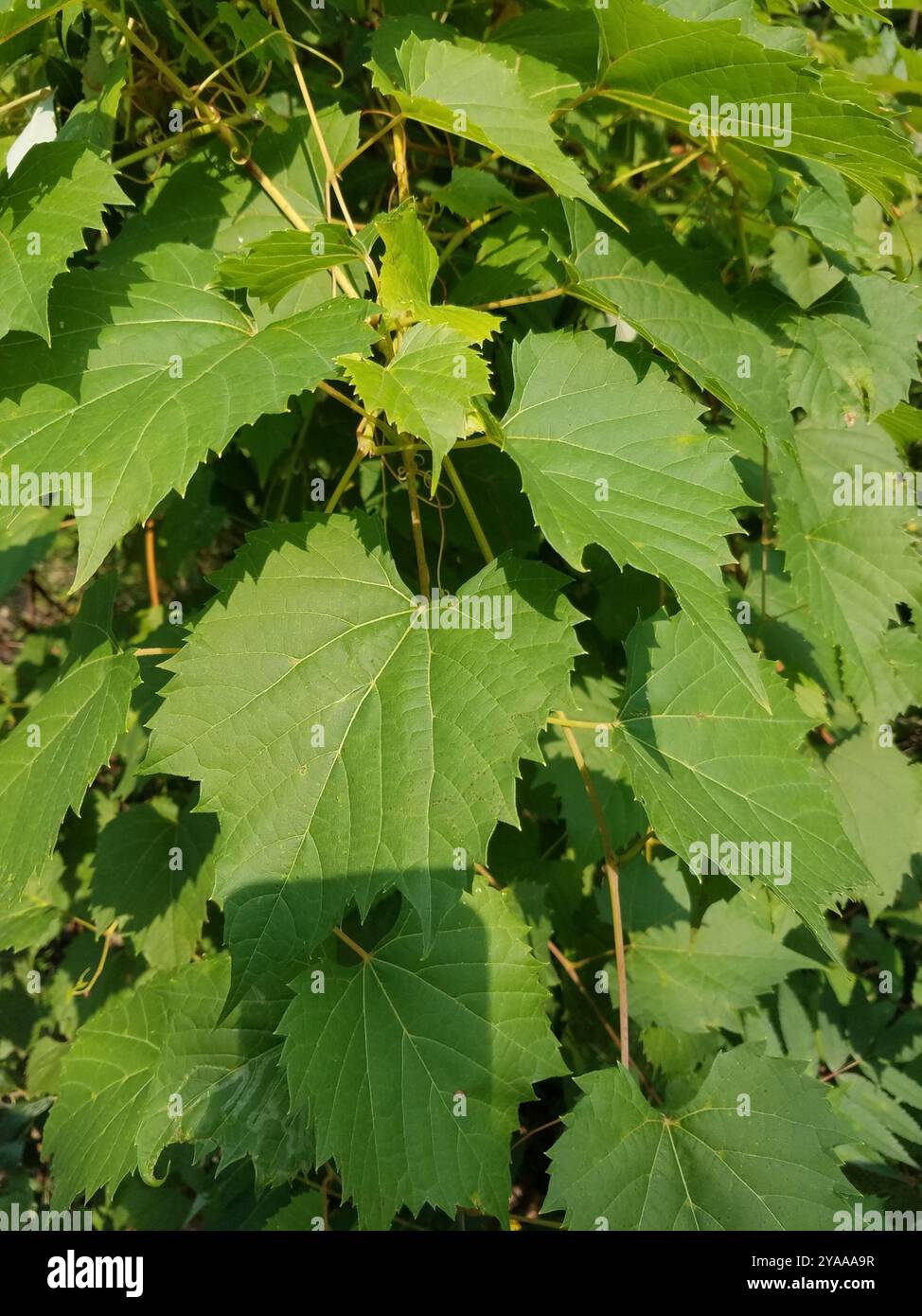 riverbank grape (Vitis riparia) Plantae Stock Photo - Alamy