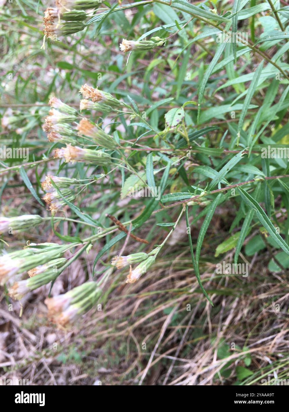 False Boneset (Brickellia eupatorioides) Plantae Stock Photo - Alamy