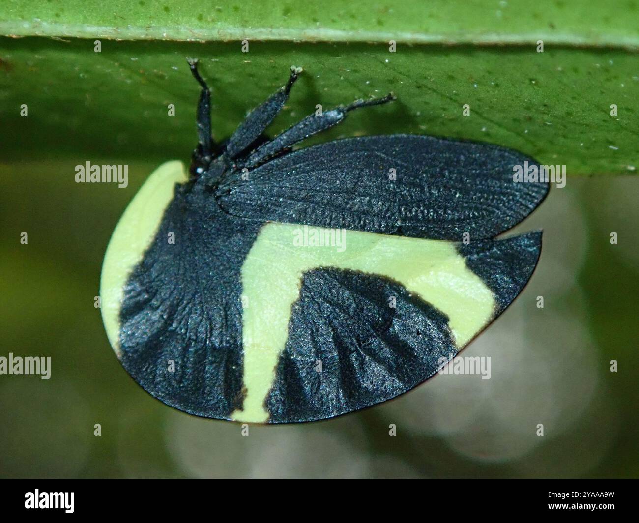 Membracis hi-res stock photography and images - Alamy