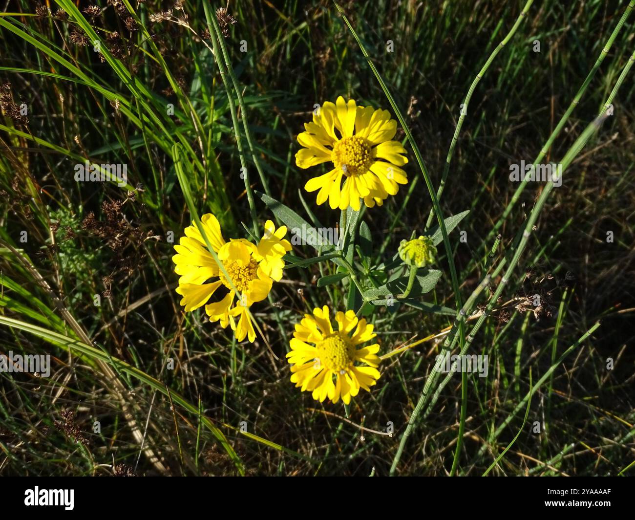 common sneezeweed (Helenium autumnale) Plantae Stock Photo - Alamy