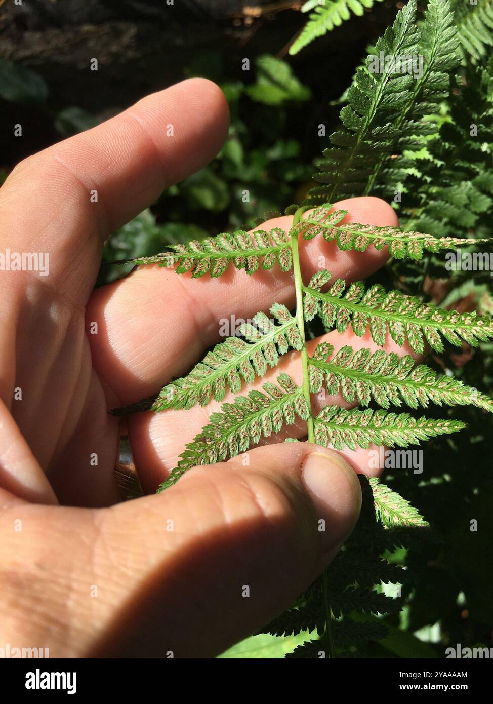southern lady fern (Athyrium asplenioides) Plantae Stock Photo - Alamy