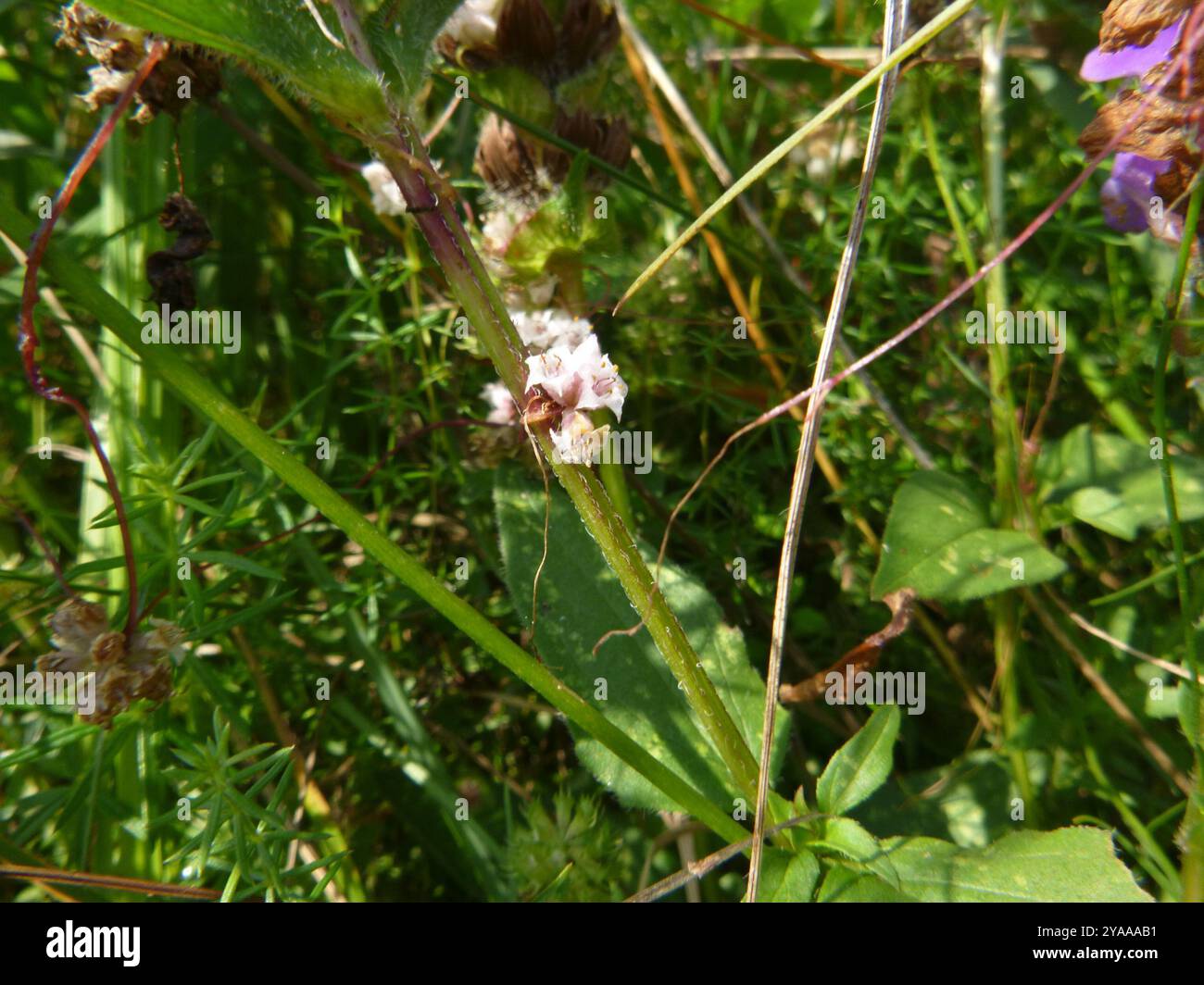Clover Dodder (Cuscuta epithymum) Plantae Stock Photo - Alamy