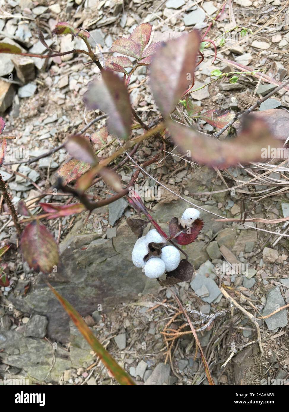 Gall Wasps (Cynipidae) Insecta Stock Photo - Alamy