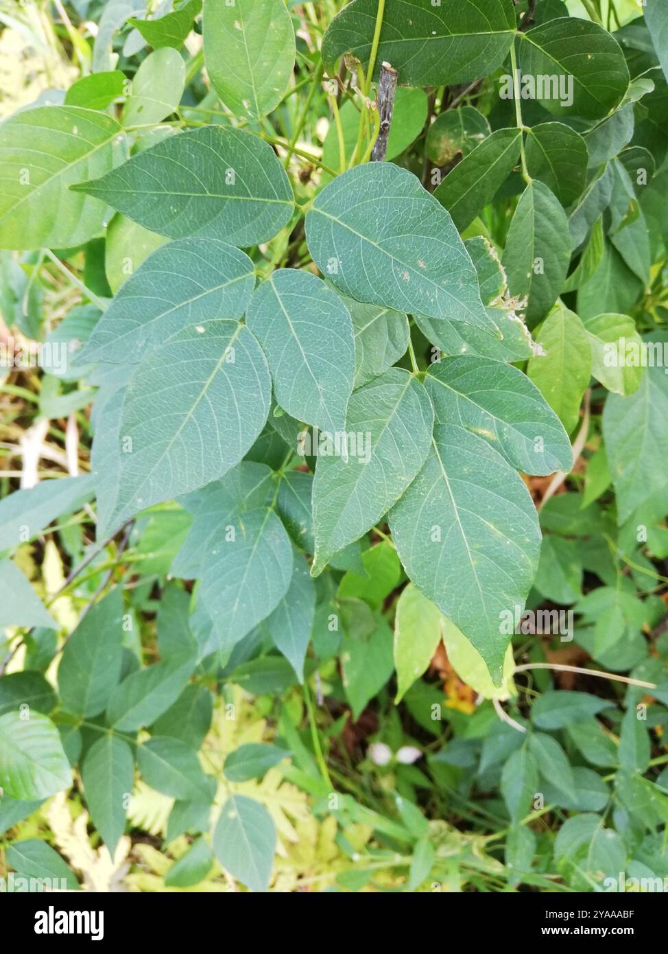 American groundnut (Apios americana) Plantae Stock Photo - Alamy