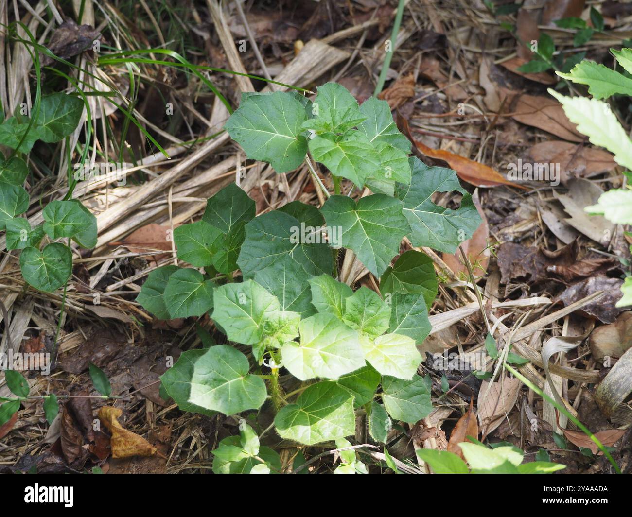 Cockroach Berry (Solanum capsicoides) Plantae Stock Photo - Alamy