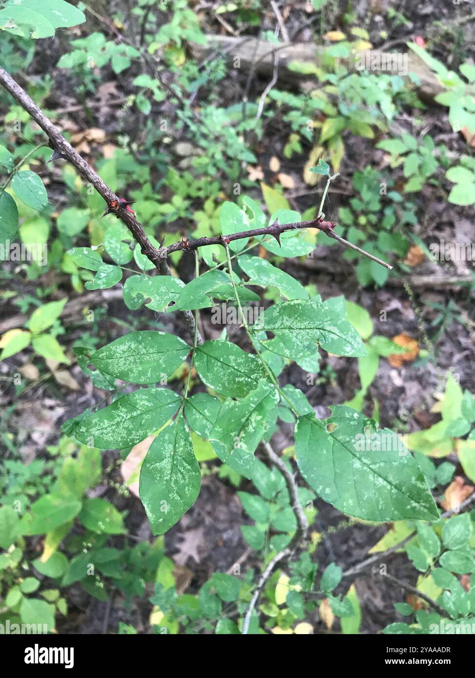 common prickly ash (Zanthoxylum americanum) Plantae Stock Photo - Alamy