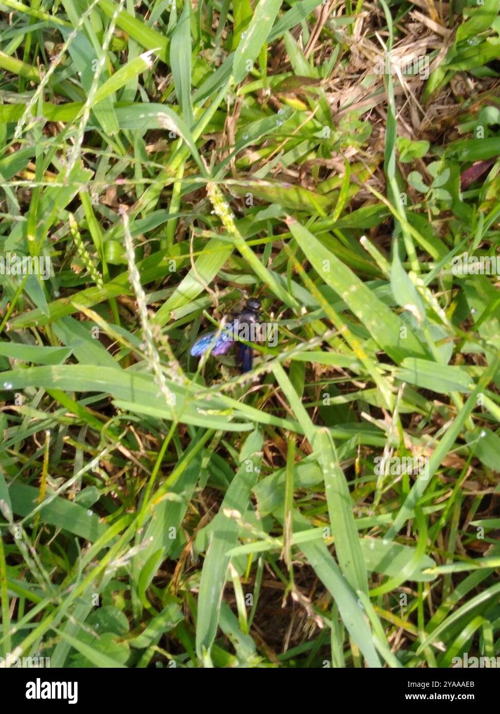 Two-spotted Scoliid Wasp (Scolia dubia dubia) Insecta Stock Photo - Alamy