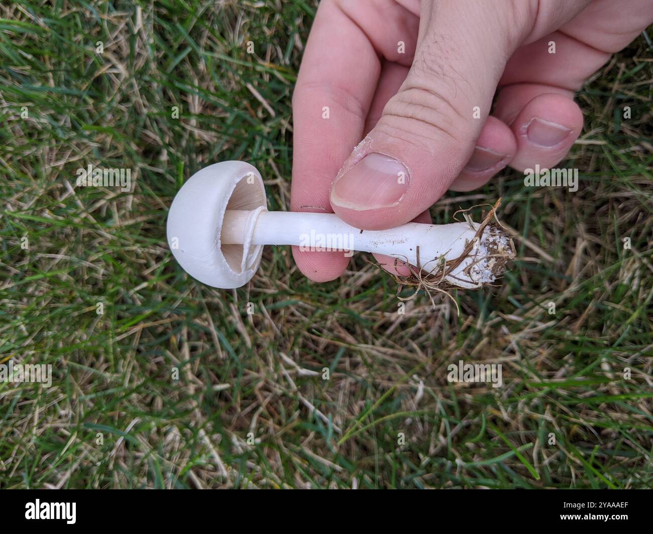 White Dapperling (Leucoagaricus leucothites) Fungi Stock Photo - Alamy