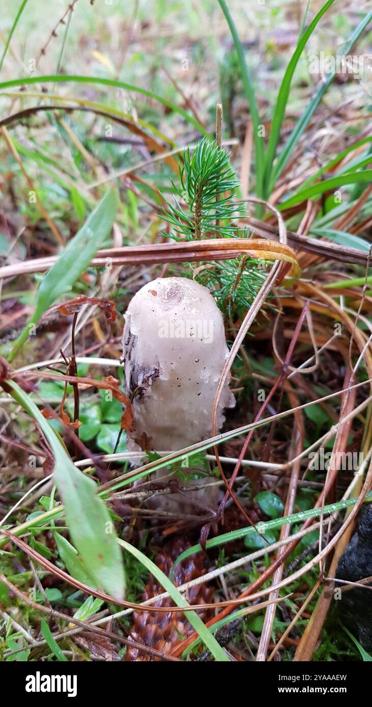 inky caps (Coprinus) Fungi Stock Photo - Alamy