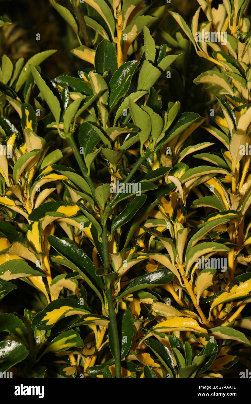 Japanese spindle tree (Euonymus japonicus) Plantae Stock Photo - Alamy