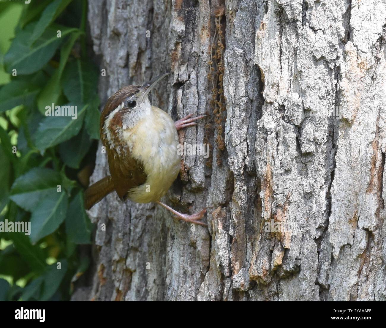Carolina Wren (Thryothorus ludovicianus) Aves Stock Photo - Alamy