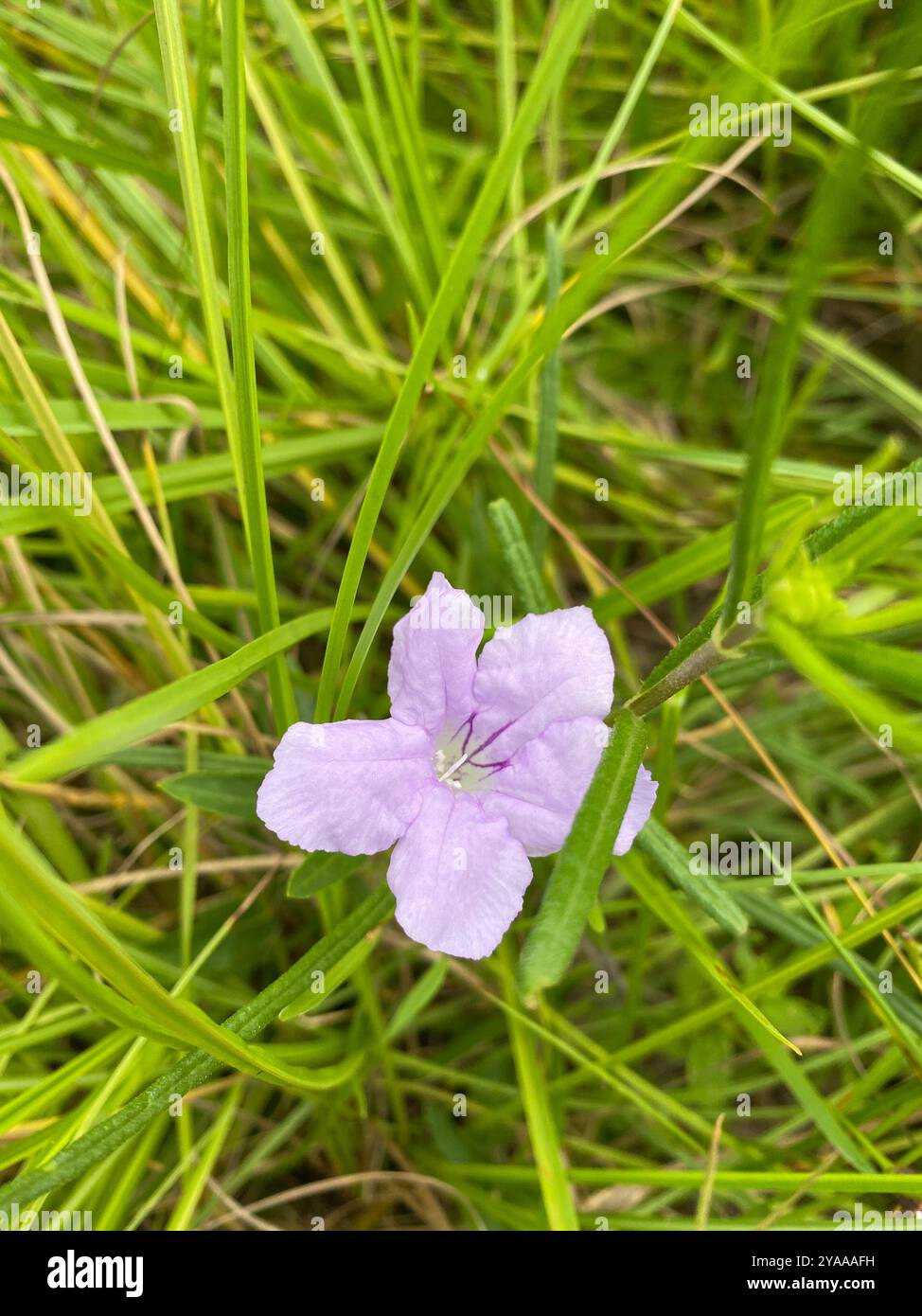 hairy ruellia (Ruellia humilis) Plantae Stock Photo - Alamy