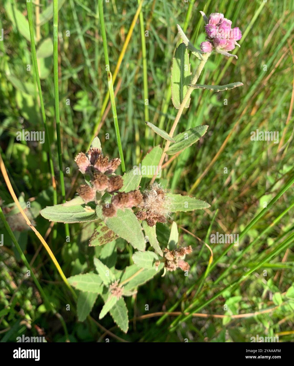 Rosy Camphorweed (Pluchea baccharis) Plantae Stock Photo - Alamy