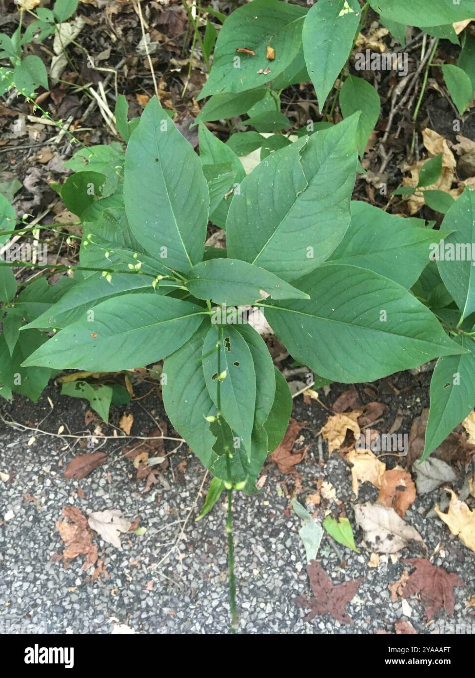 American jumpseed (Persicaria virginiana) Plantae Stock Photo - Alamy