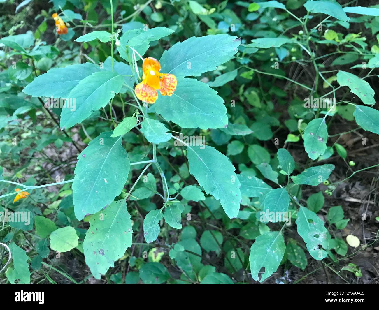 common jewelweed (Impatiens capensis) Plantae Stock Photo - Alamy