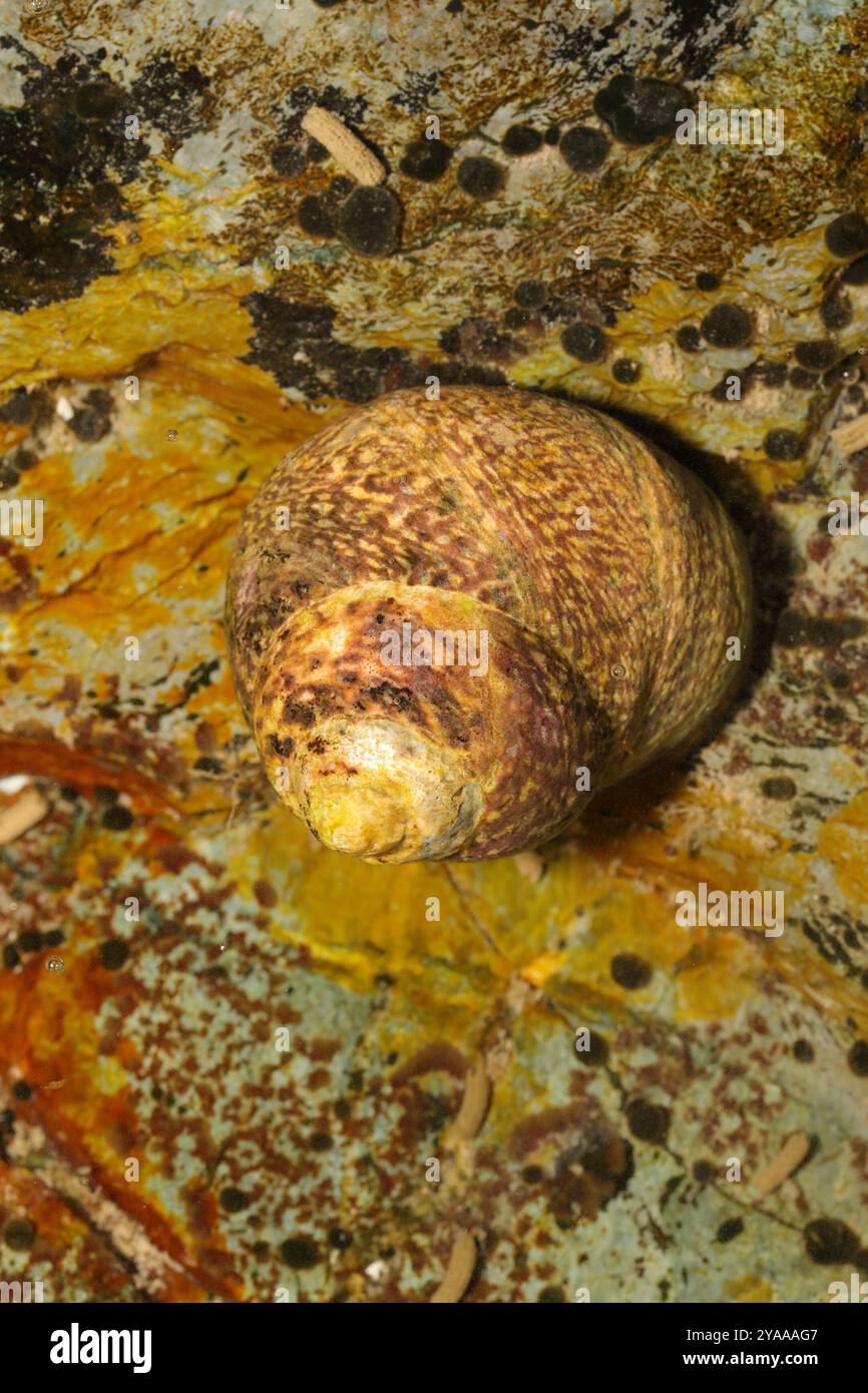 Lined Top Shell (Phorcus lineatus) Mollusca Stock Photo - Alamy