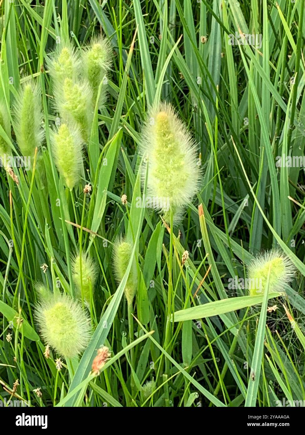 rabbitfoot grass (Polypogon monspeliensis) Plantae Stock Photo - Alamy