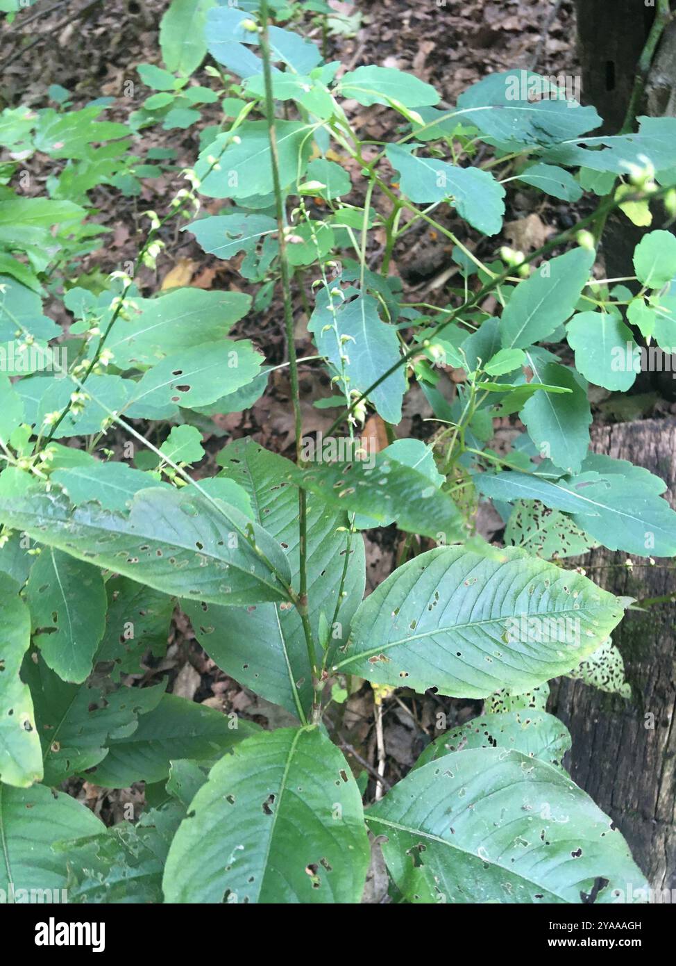 American jumpseed (Persicaria virginiana) Plantae Stock Photo - Alamy