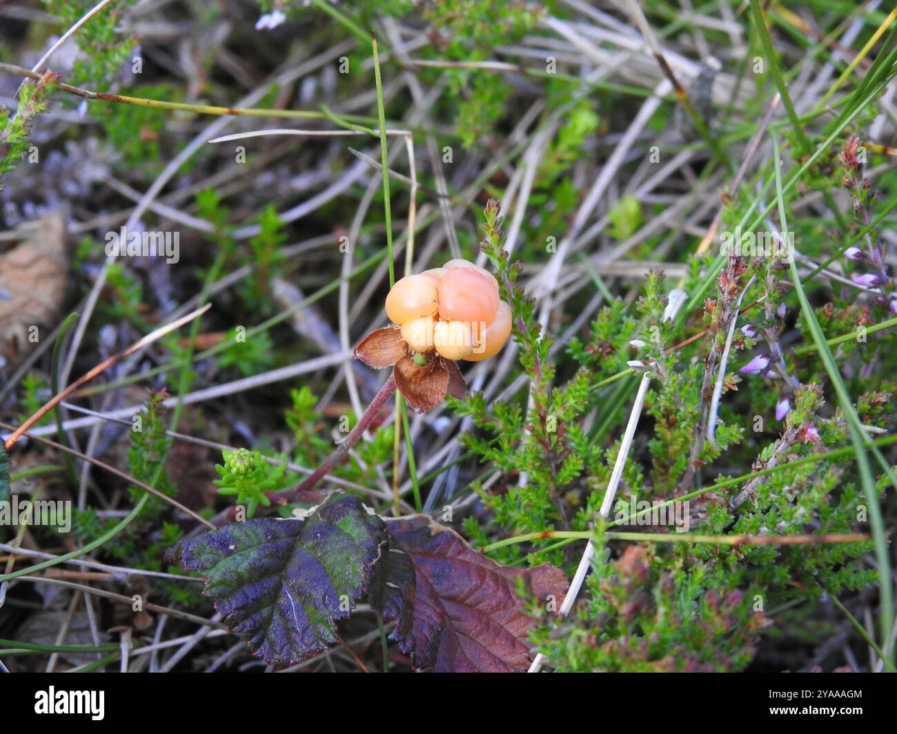 cloudberry (Rubus chamaemorus) Plantae Stock Photo - Alamy