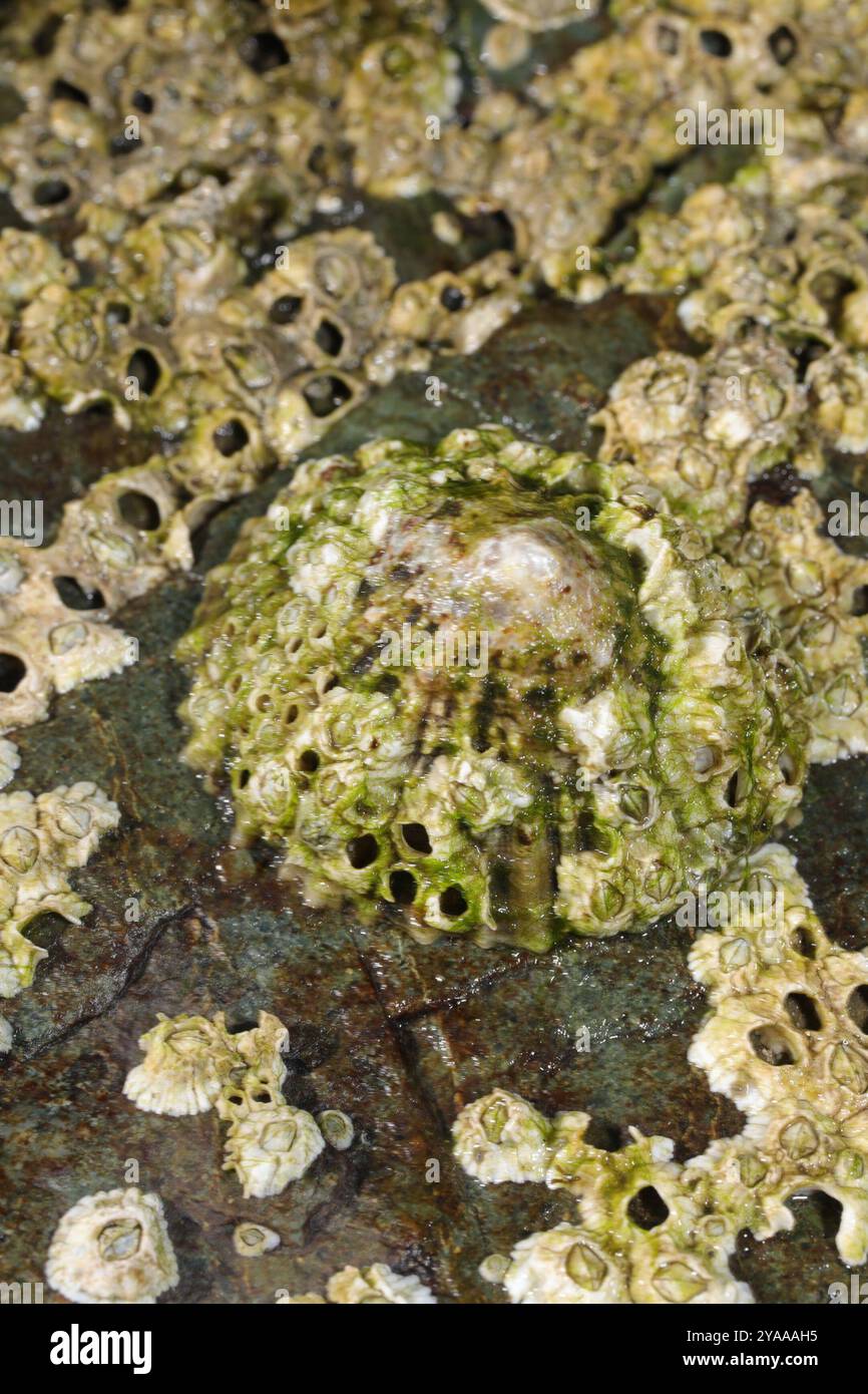 Patella Limpets (Patella) Mollusca Stock Photo - Alamy