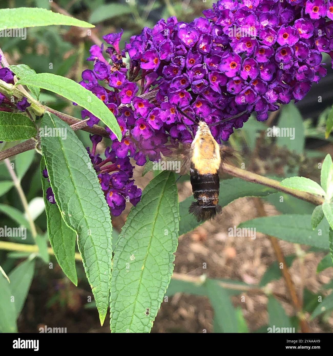 Snowberry Clearwing (Hemaris diffinis) Insecta Stock Photo - Alamy